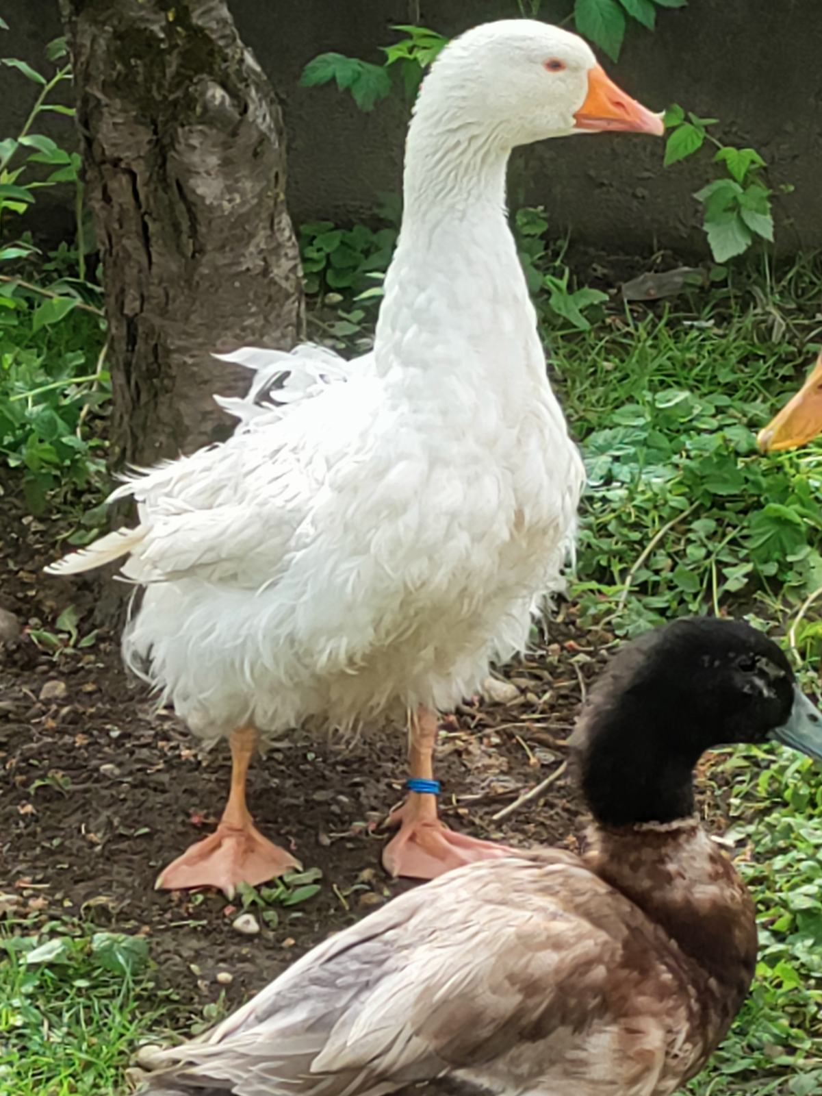 Kodrave gosi (gosak)