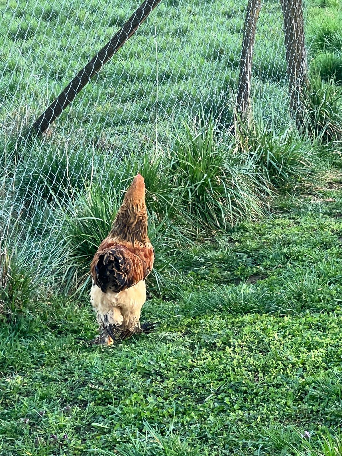 Kokosi brama kolumbija 2+1