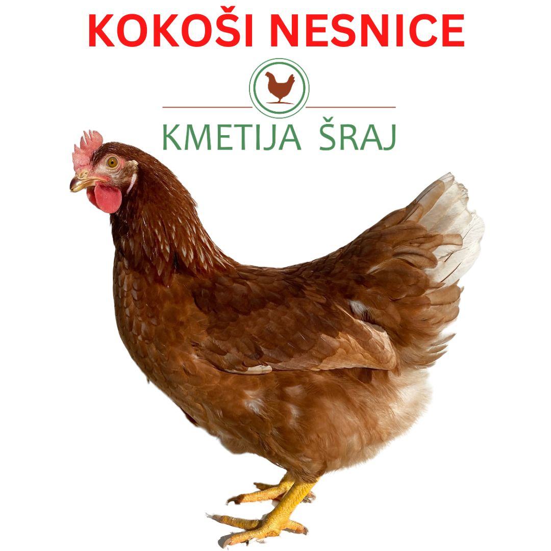 Kokoši nesnice