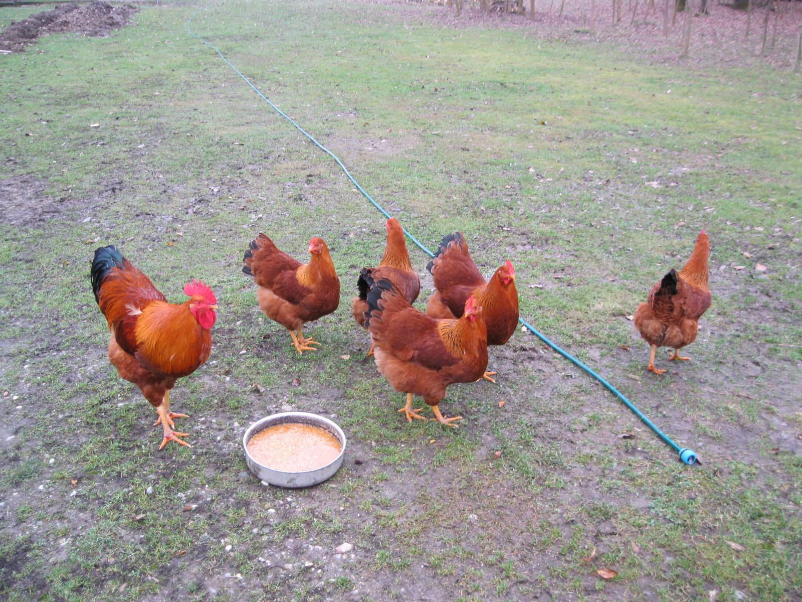 valilna jajca New Hampshir