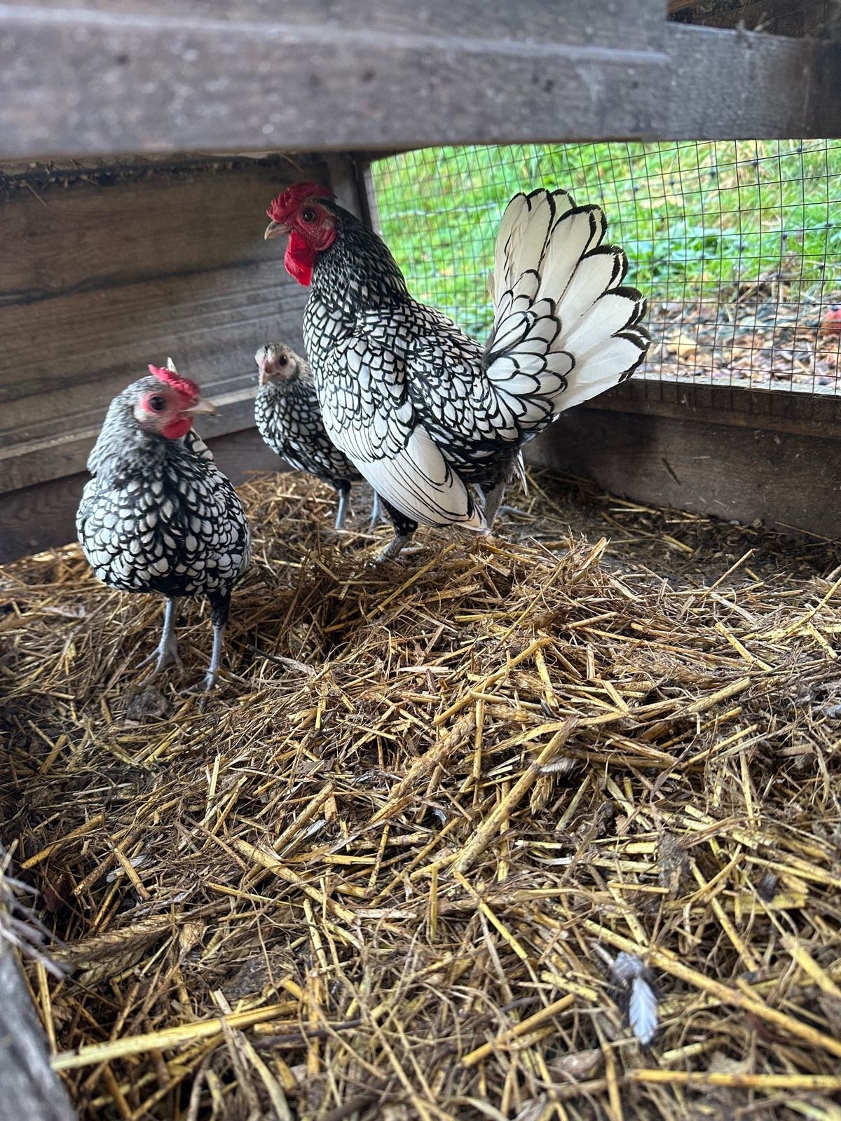 kokoši Sebright srebrni petelin