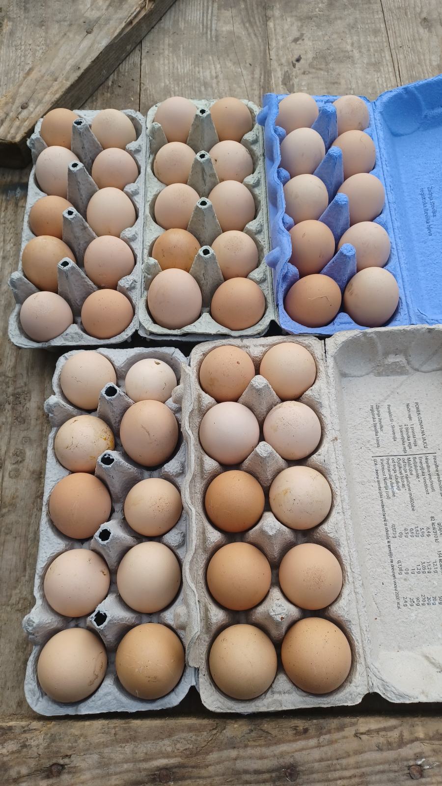 Kokoši , valilna jajca