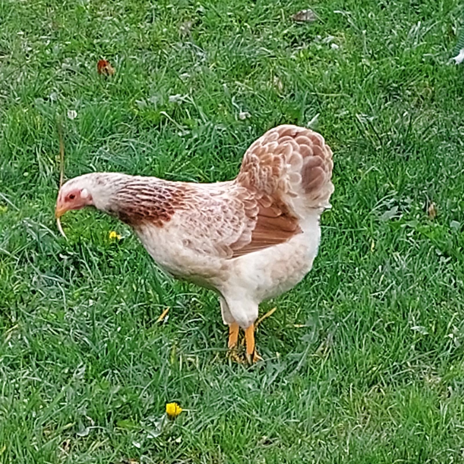 Kokoške pritlikave wiandote