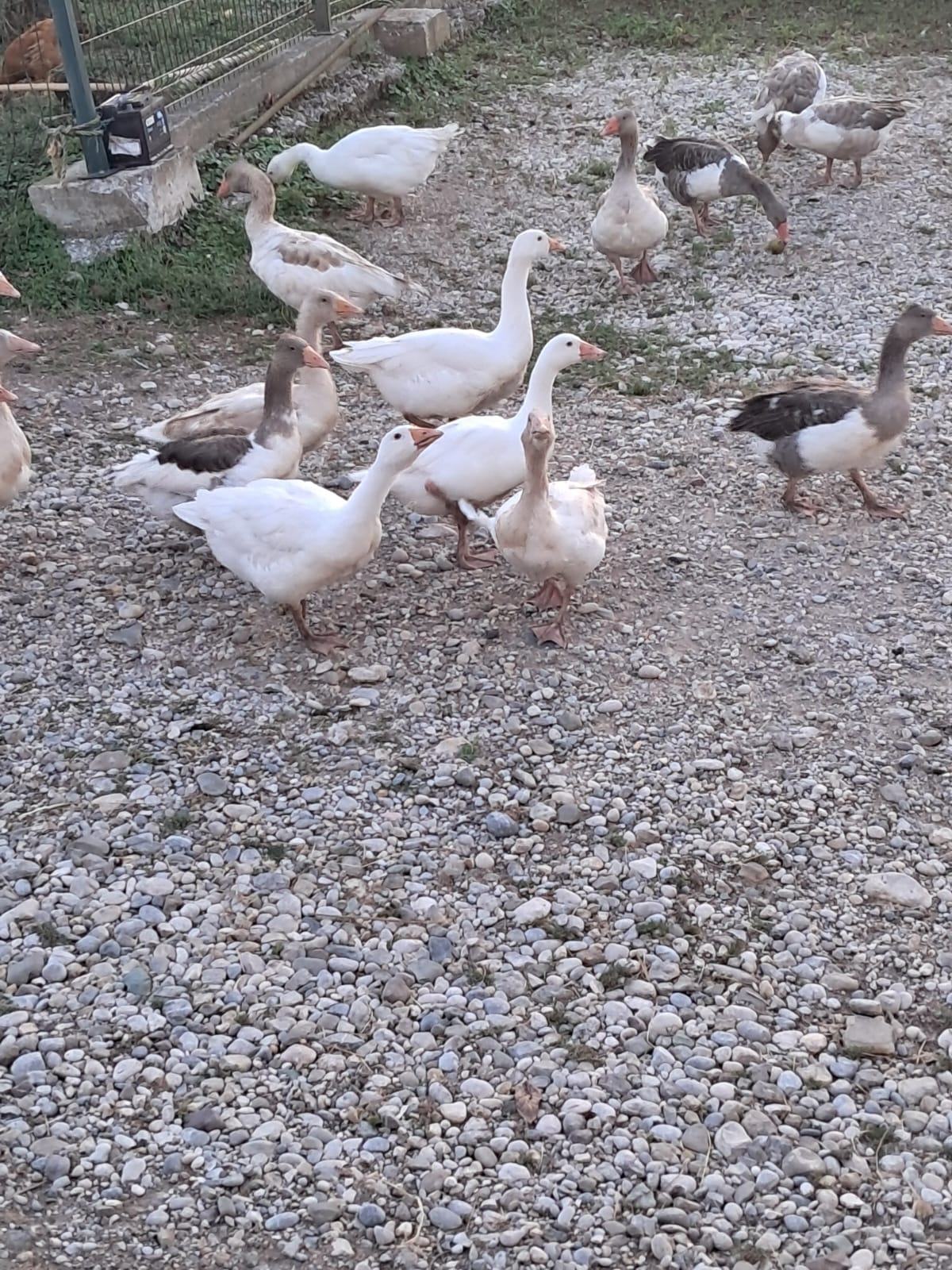 Mali obrež