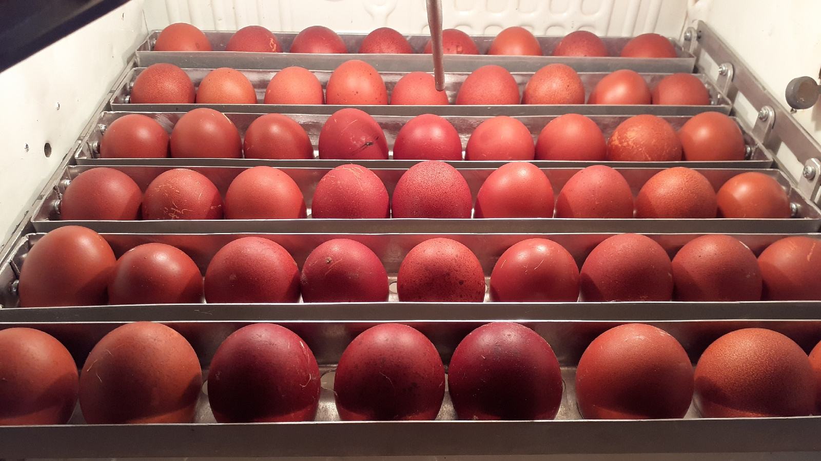 MARANS VALILNA JAJCA