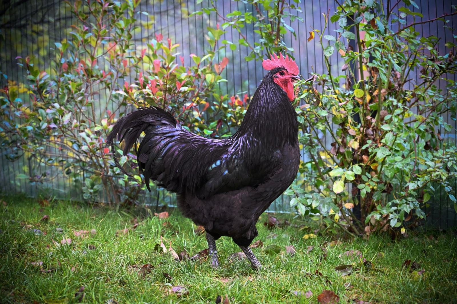 Australorp petelin