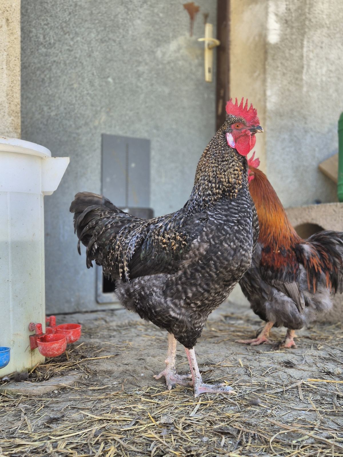 Olive egger, ang. aruacana, Silverudds petelini