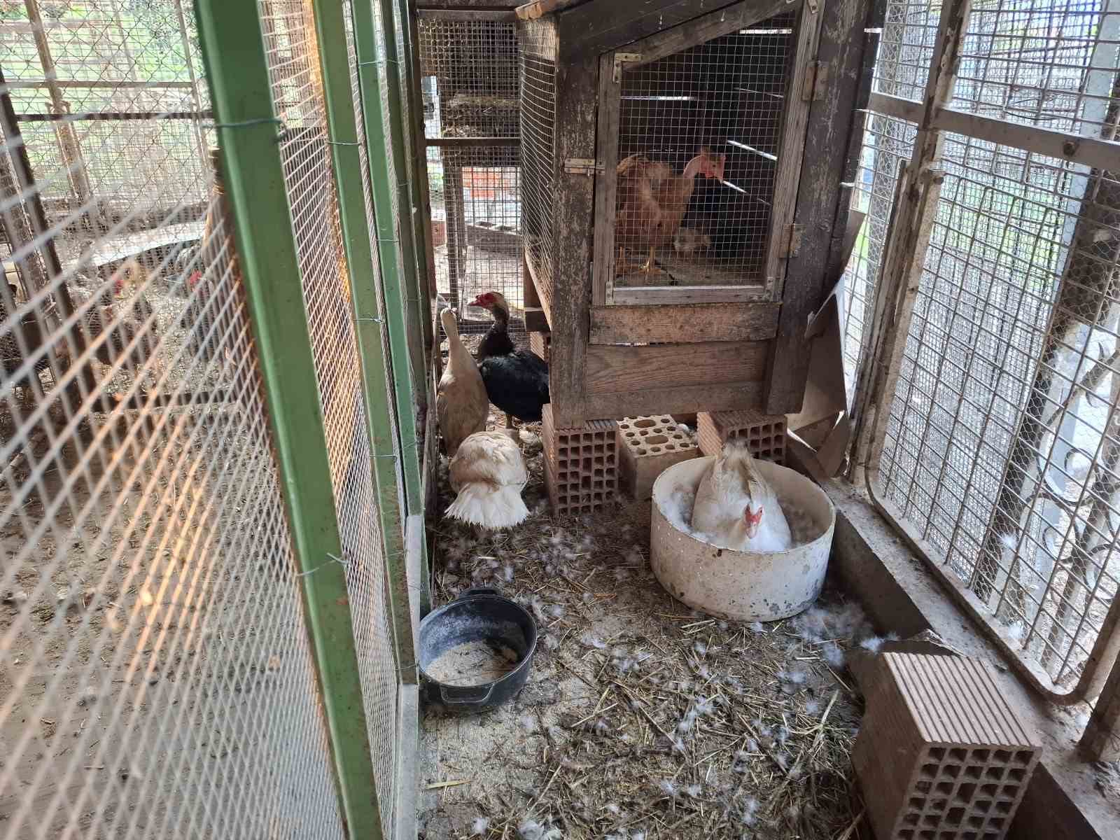 Nema raca par ali posamično