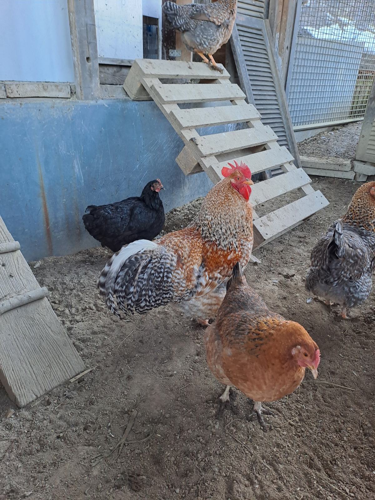 NEMŠKI PETELIN Bielefelder Kennhuhn in kokoš