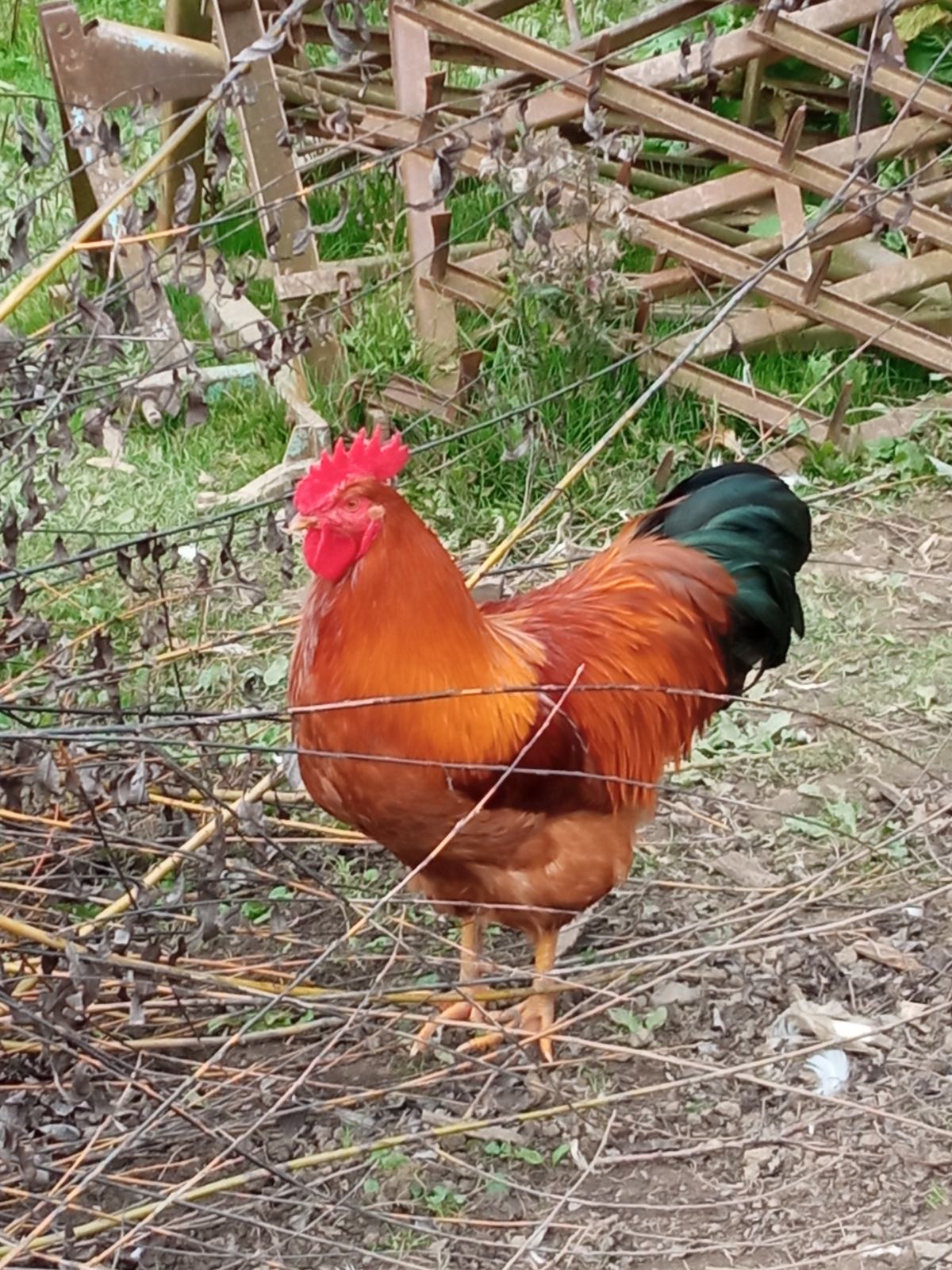 New Hampshire petelin