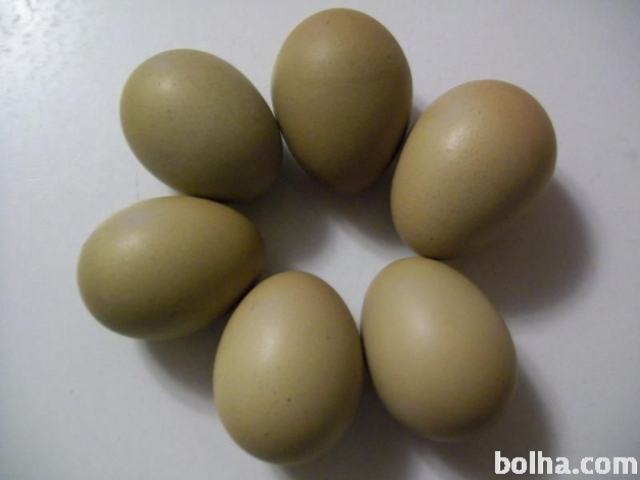 Olivno zelena jajca, olive egger, valilna jajca