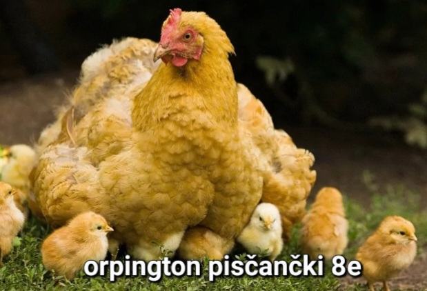 Orpington,starejše vrste kokoši nesnic ter čopaste račke