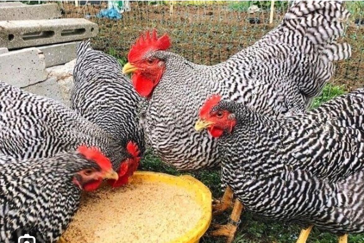 Pasemska perutnina Amrock