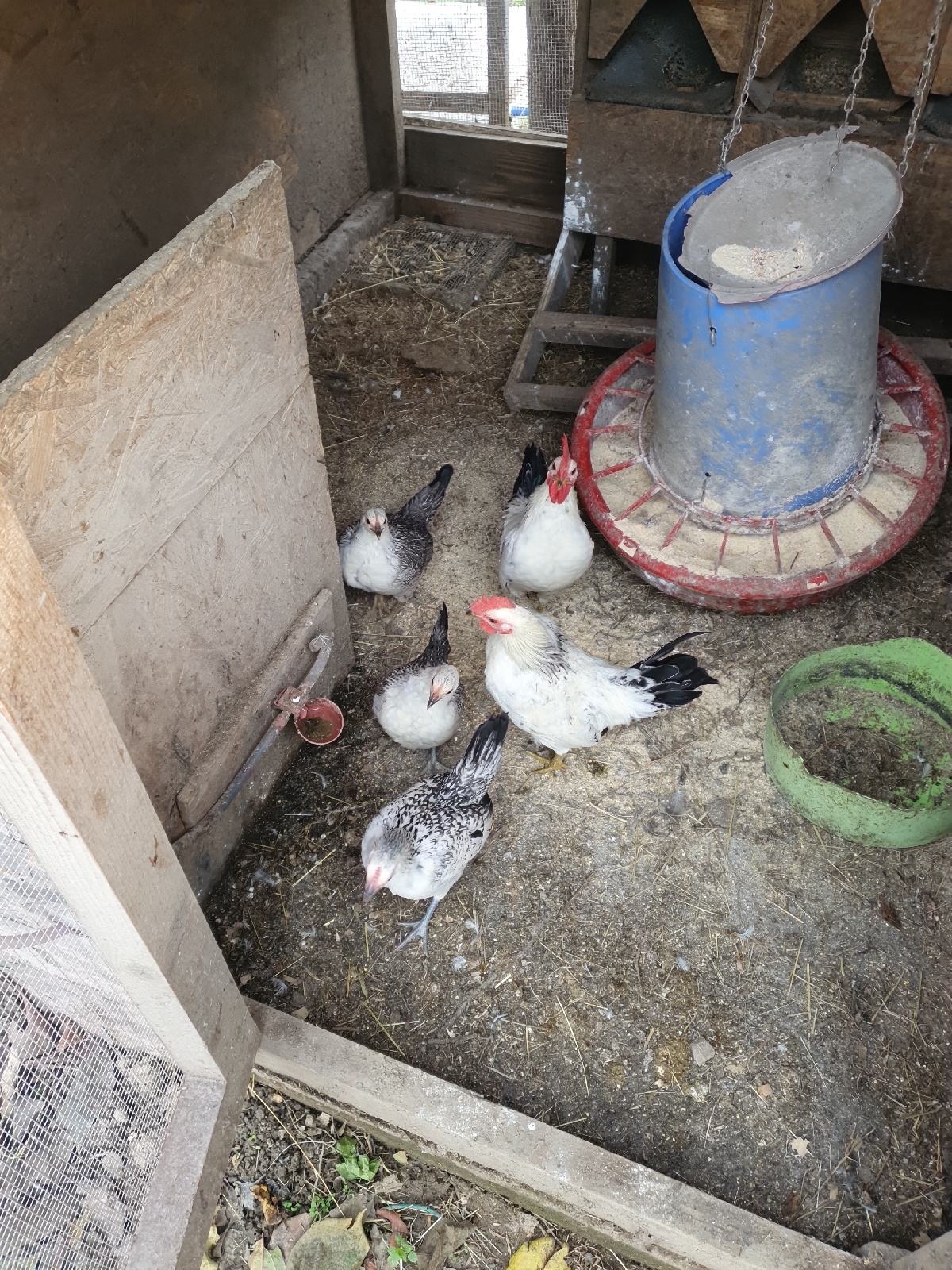 pasemske piske in peteline