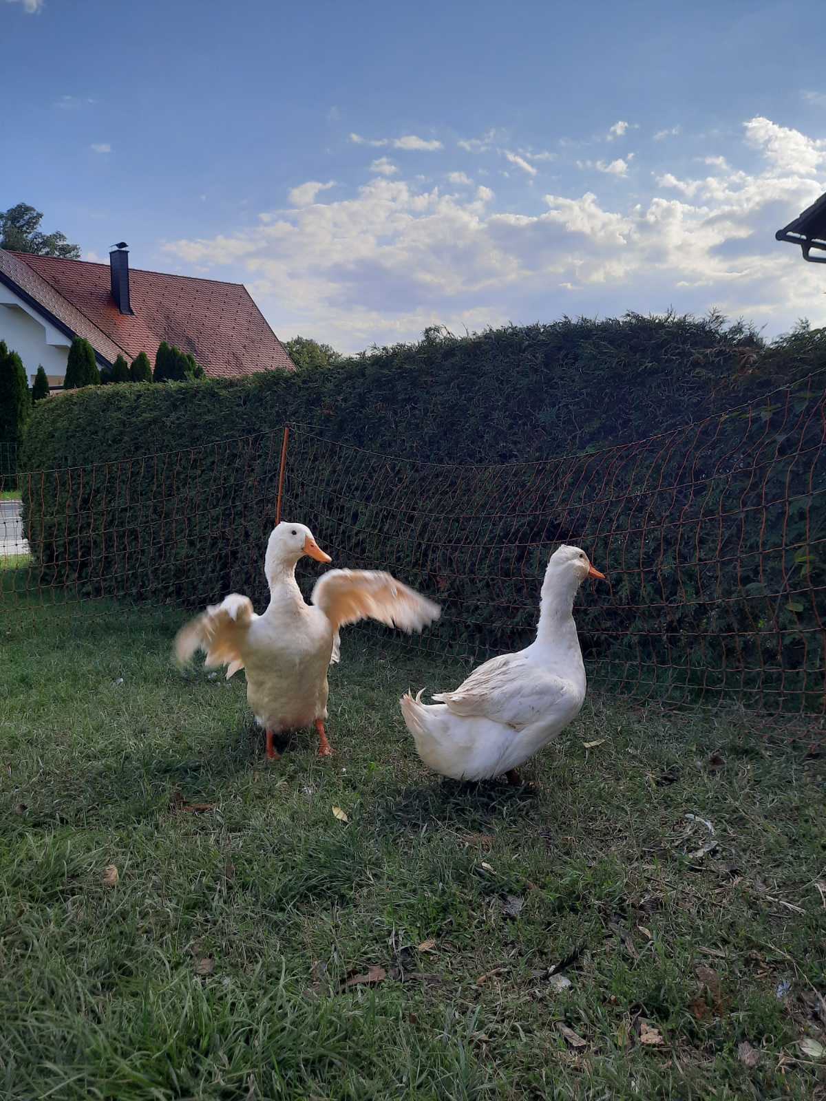 Pekinška raca, dva racmana