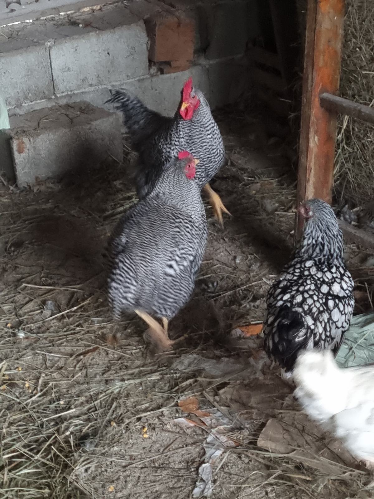 Petelin Amrok (amrock)