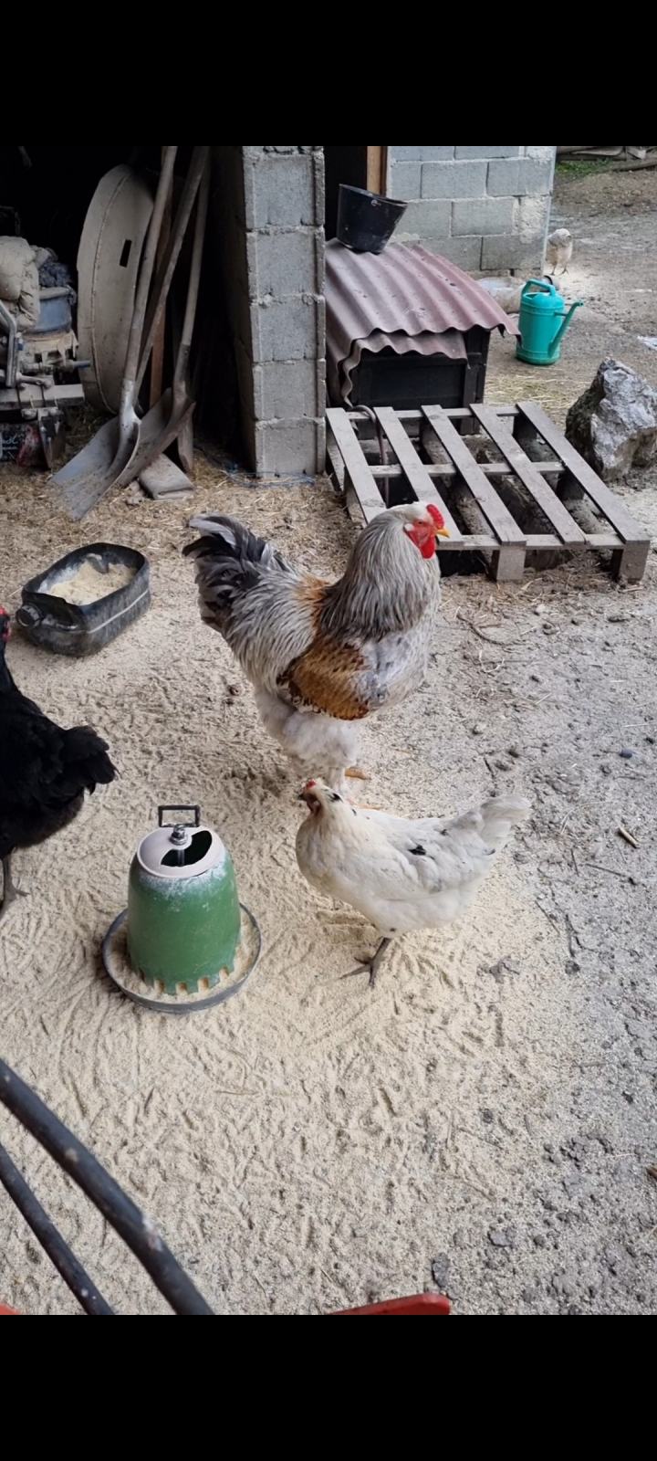 Petelin Brama brahma bso