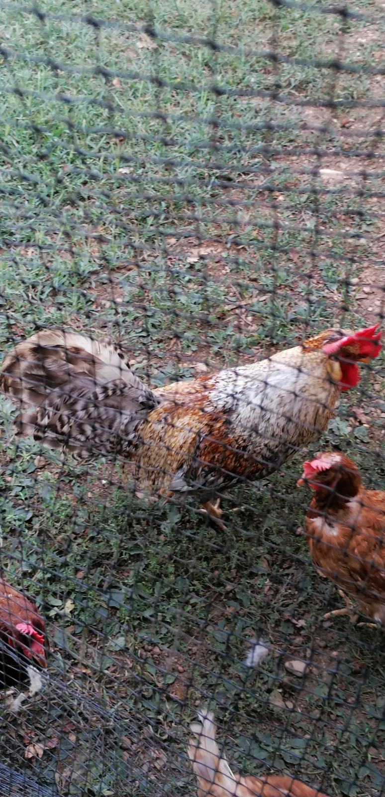 Petelin in kokoš crem legbar