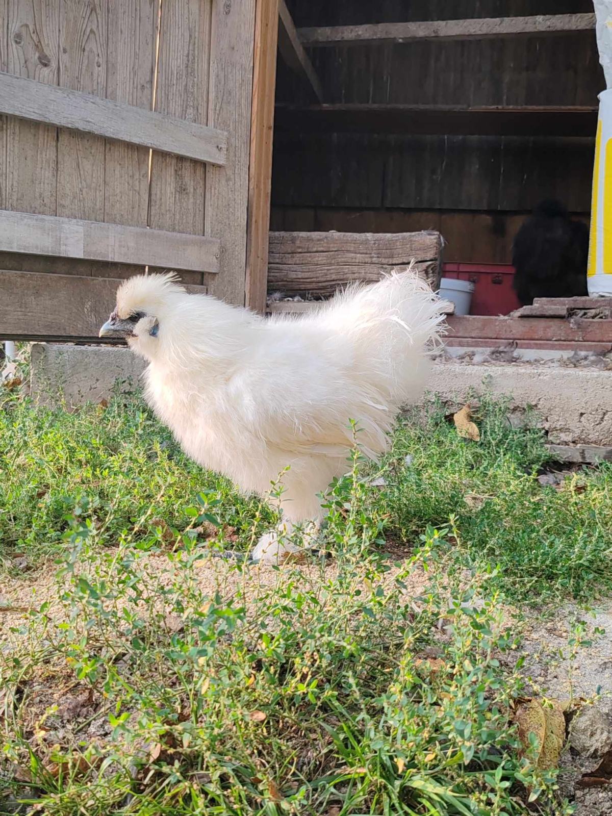 Petelin Marans, svikenko