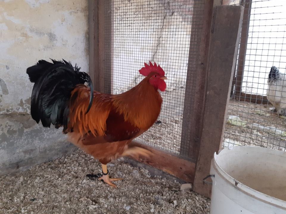 Petelin New hampshire