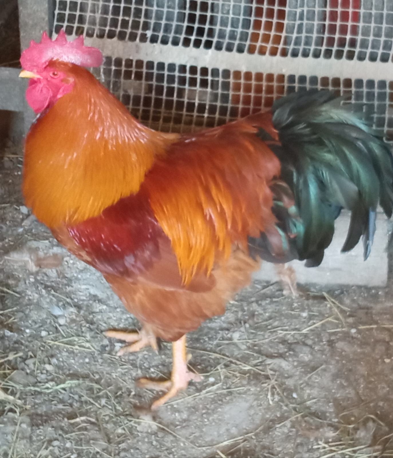 Petelin New Hampshire