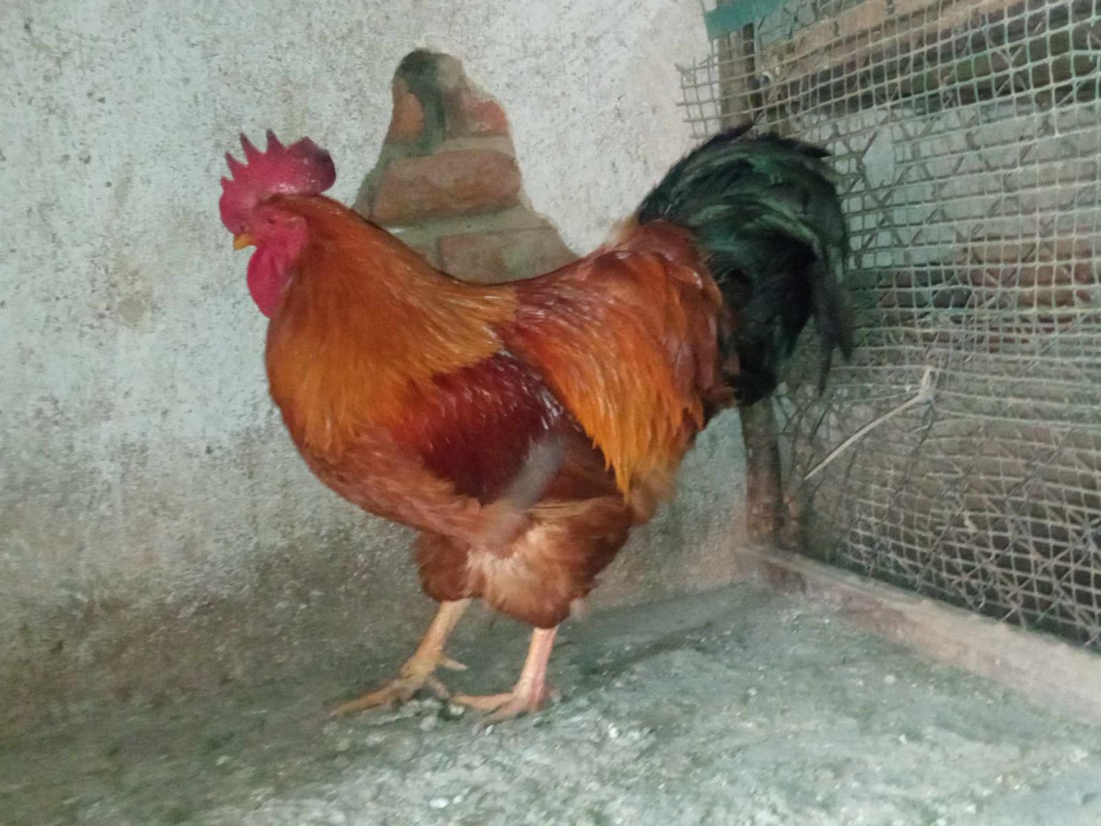 Petelin New Hampshire