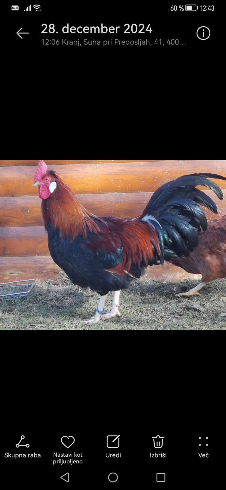 Petelin štajerski prodam štajerski petelin