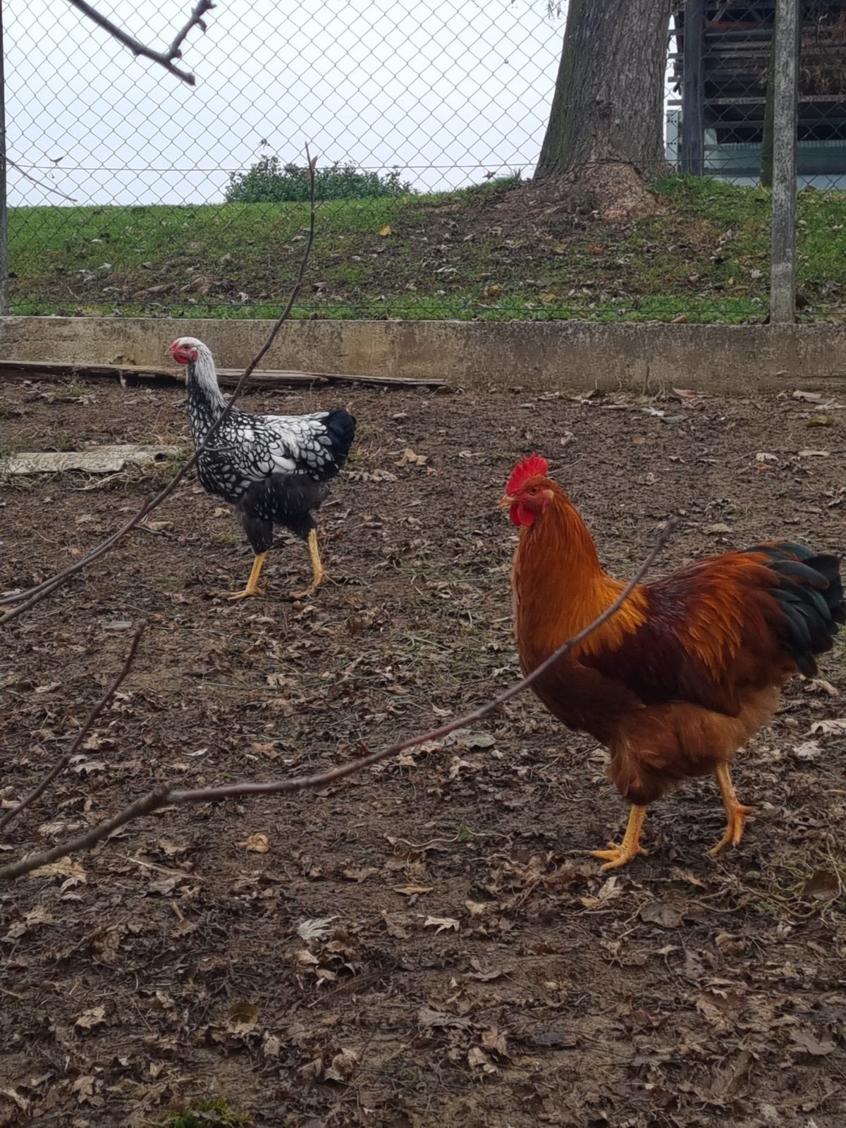 Petelin new hampshire