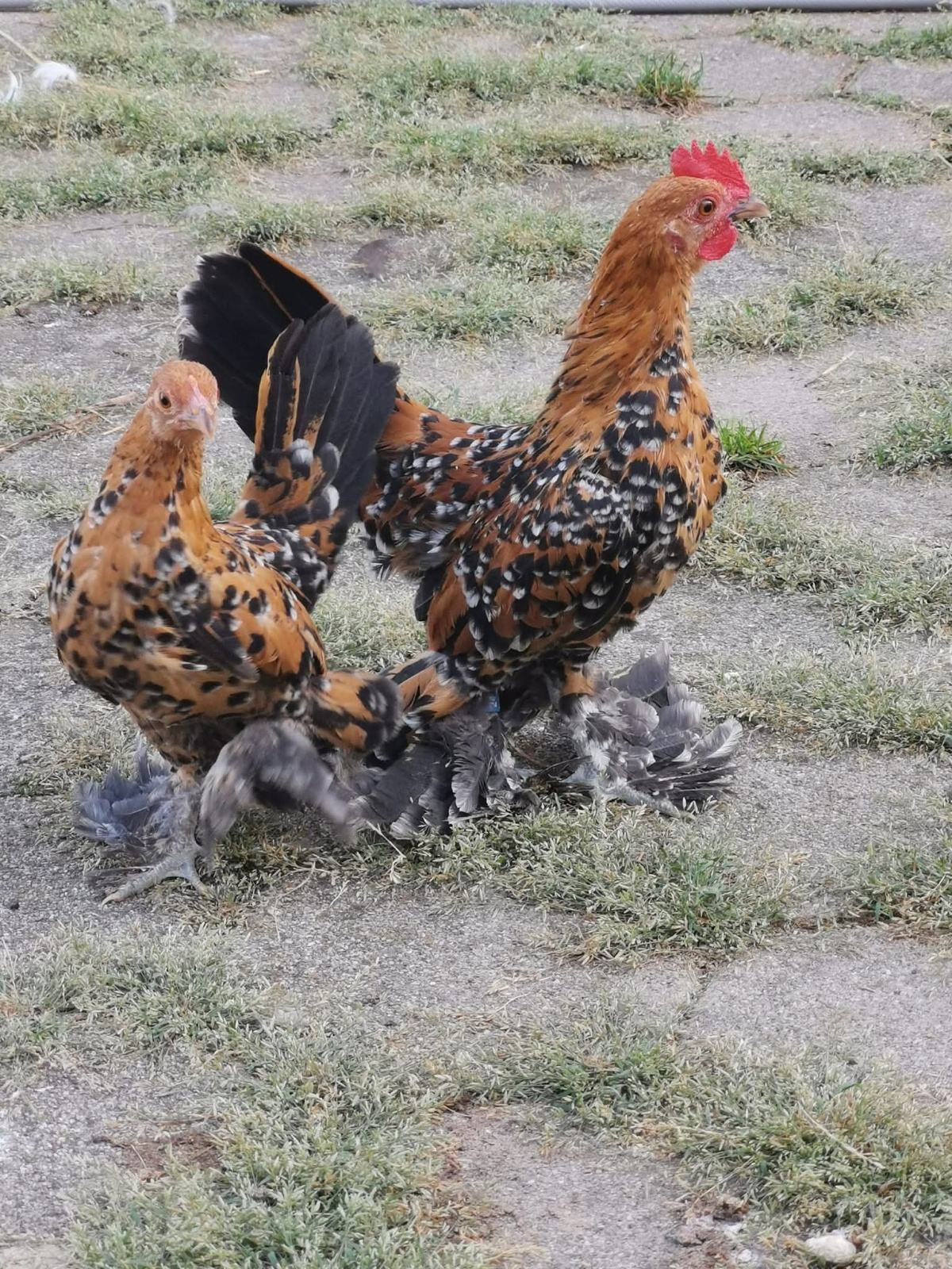 petelinček in dve kokoski