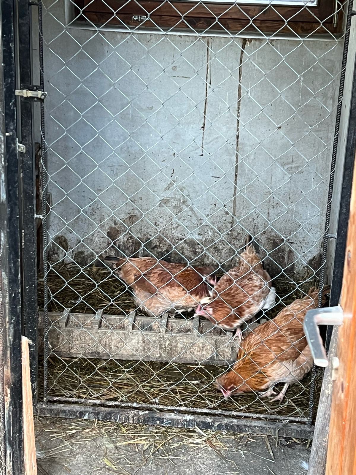 Petelincek plus dve kokoske