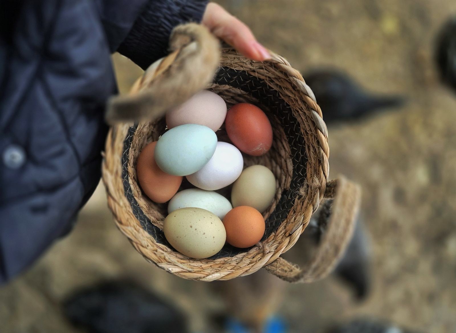 Pisana Valilna Jajca