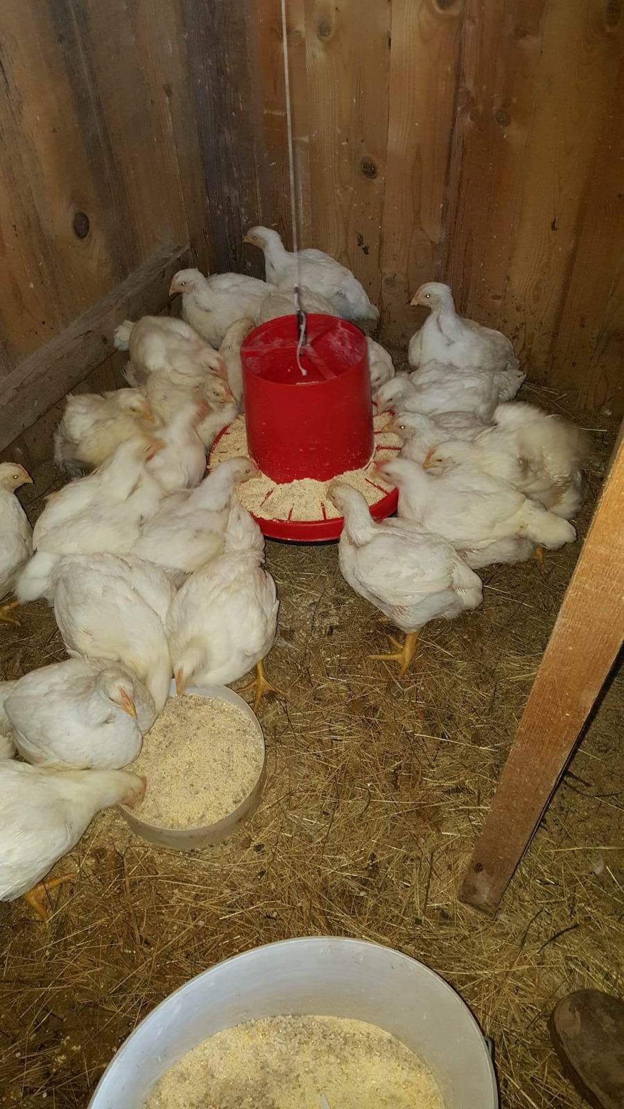 Piščanci za nadaljno rejo ali zakol