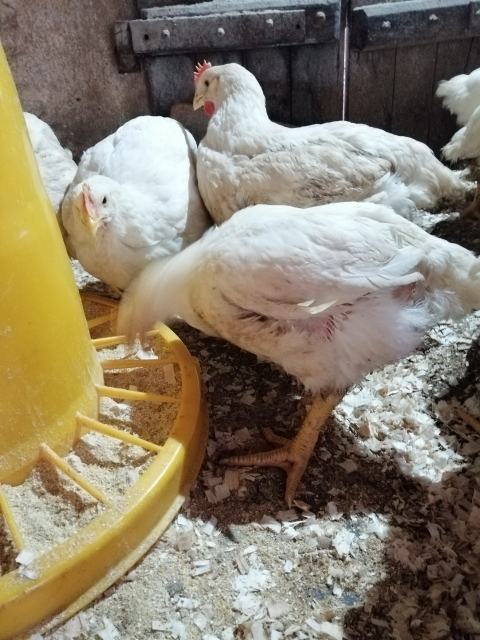 Piščanci za zakol ali nadalno rejo