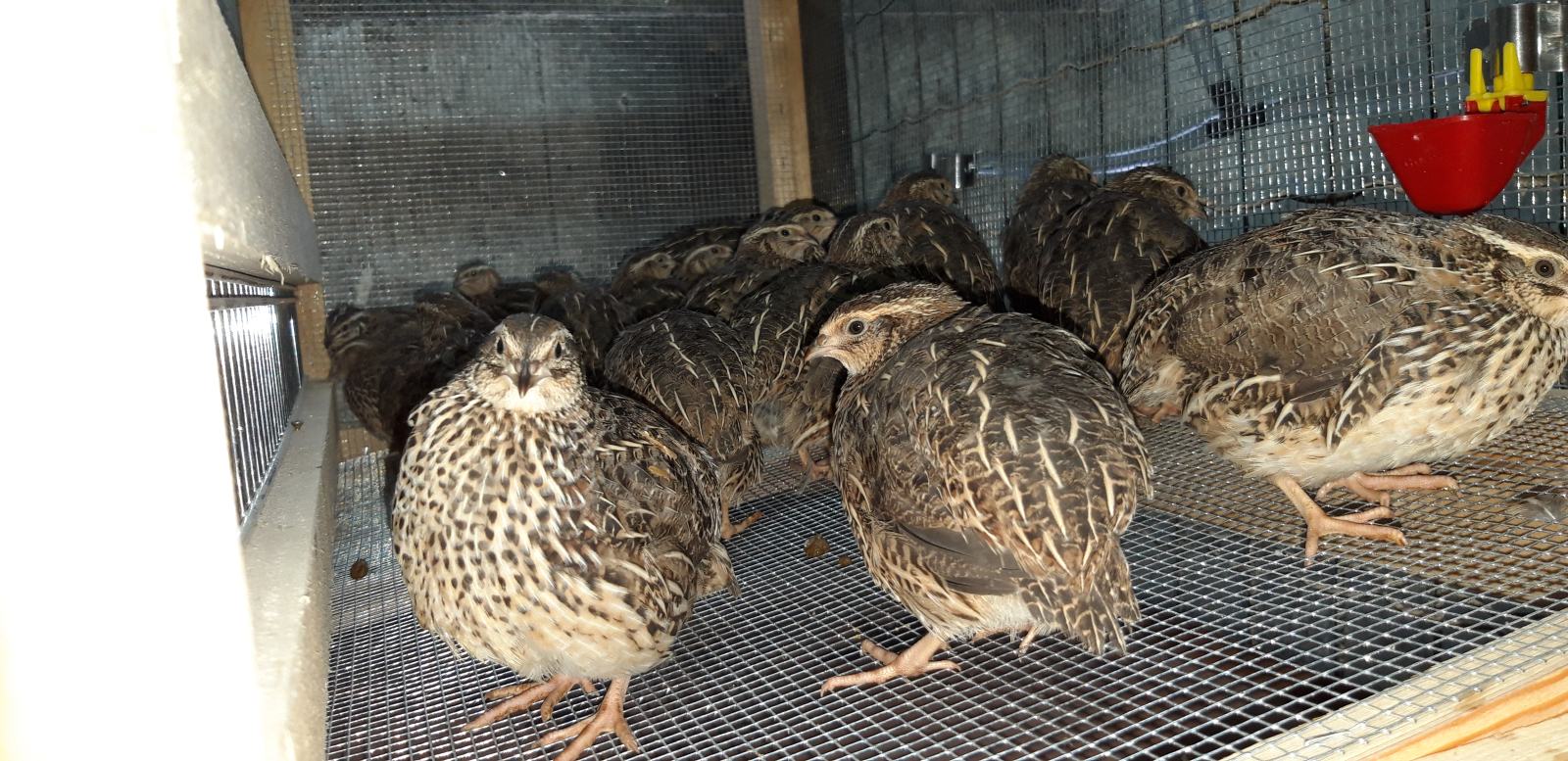 Prodam japonske prepelice