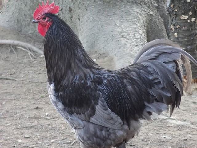 Australorp valilna jajca