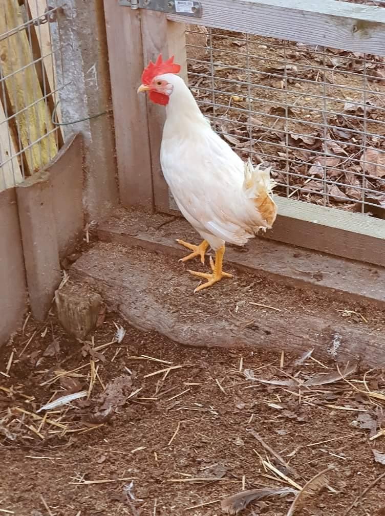Prodam peteline pasme Leghorn,Sumtaler ter Cream legbar