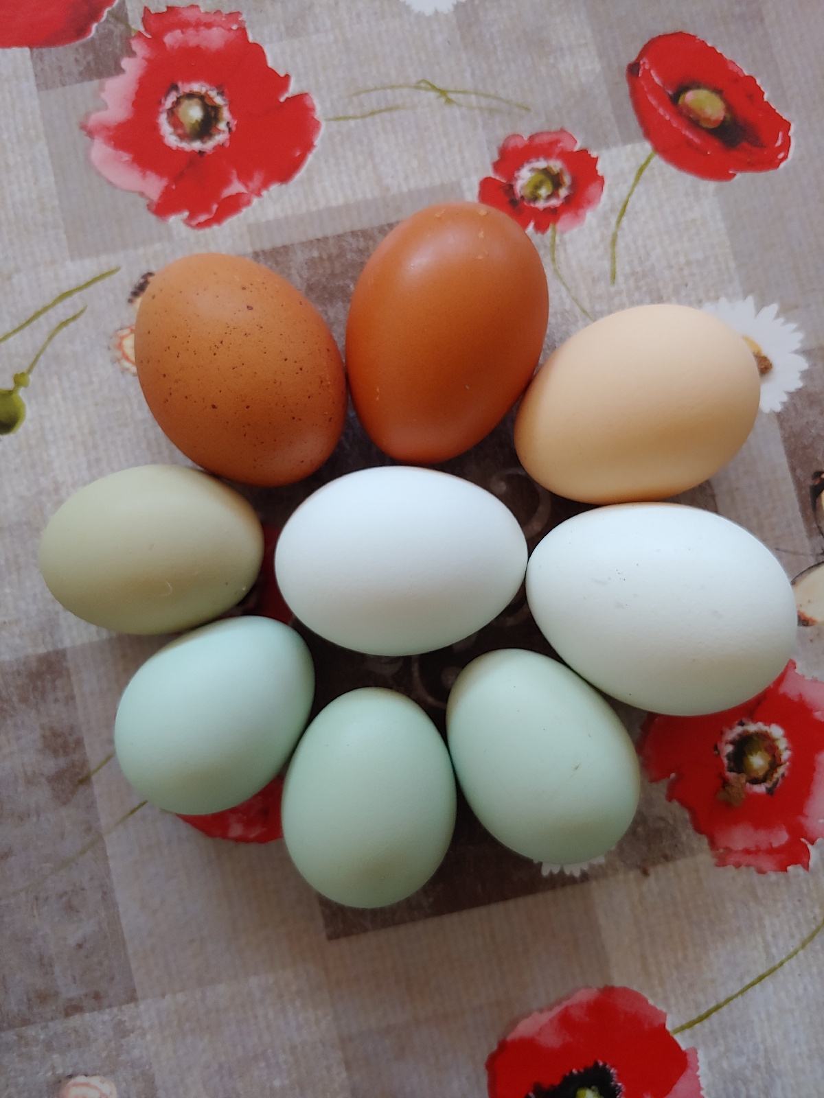 Prodam pisana valilna jajca