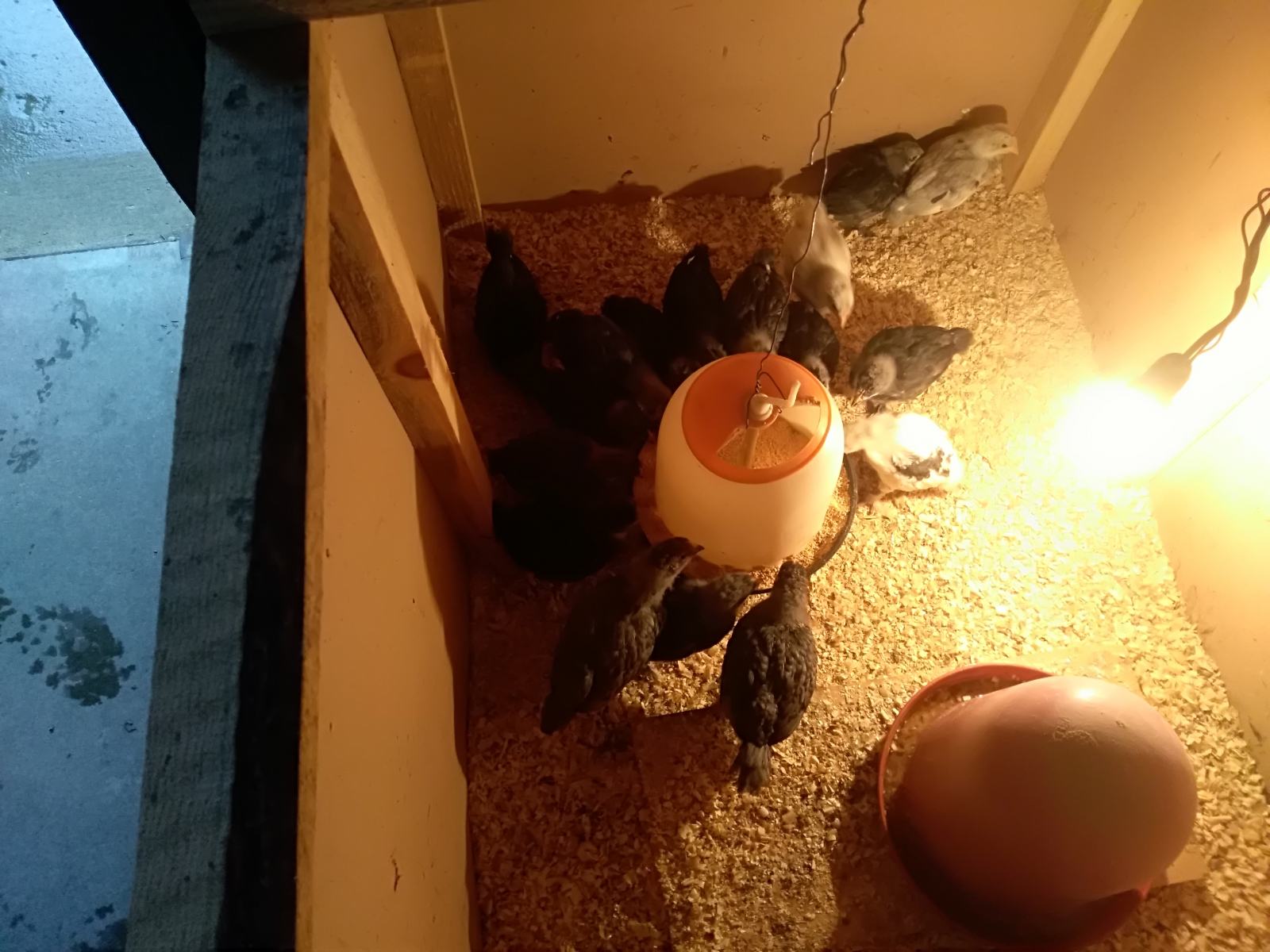 Prodam valilna jajca