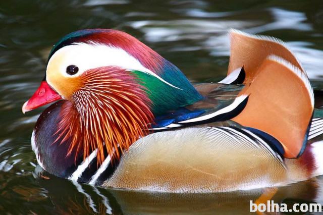 Race mandarinke