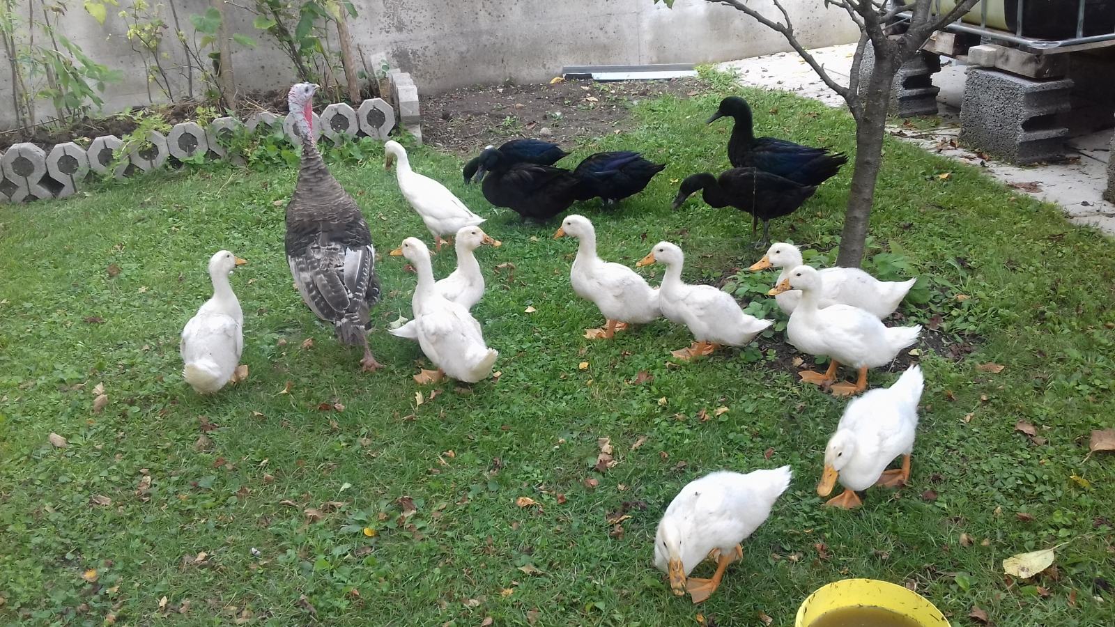 Racka raca racman racke