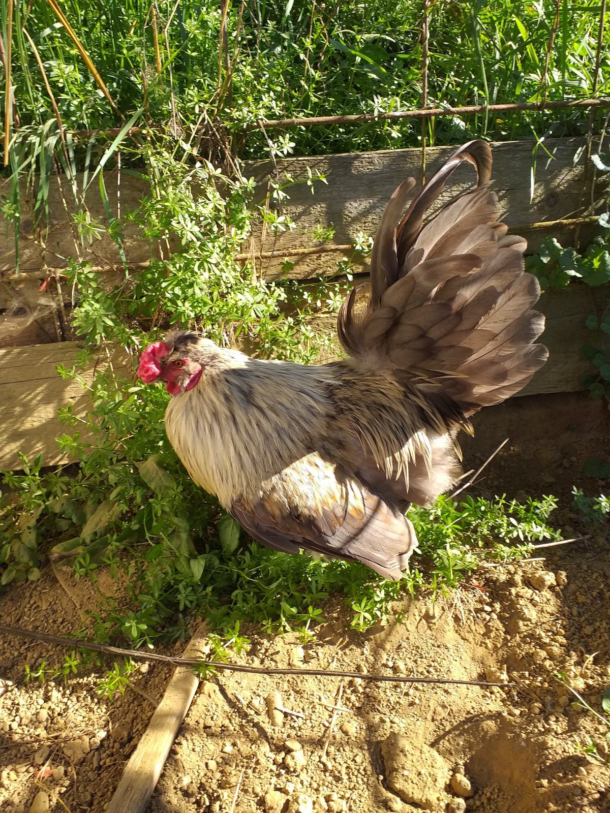 Sabo - petelinček, mešan s svilenko