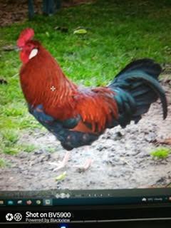 Šentjernejski petelin