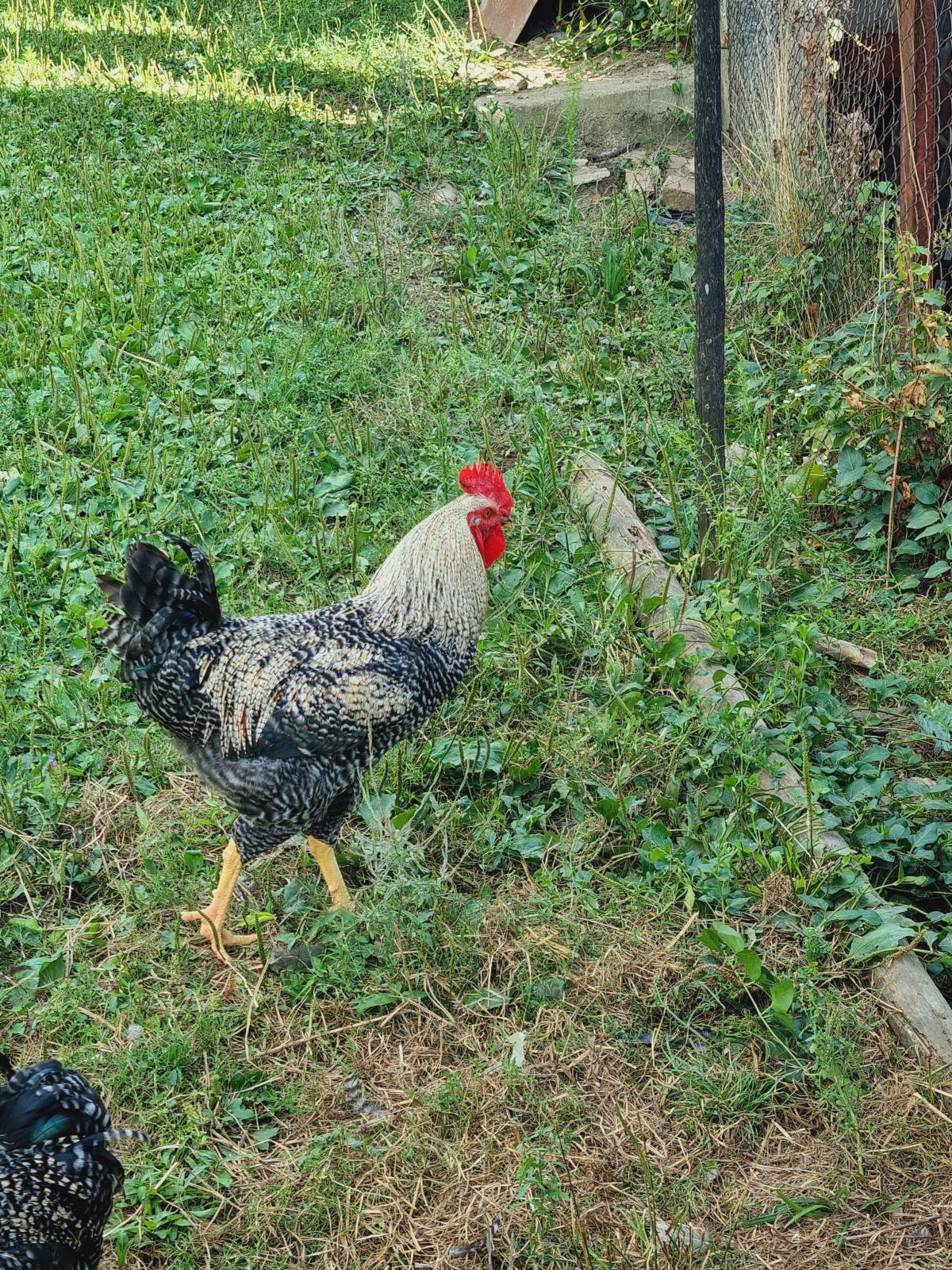 Slovenski grahasti petelin