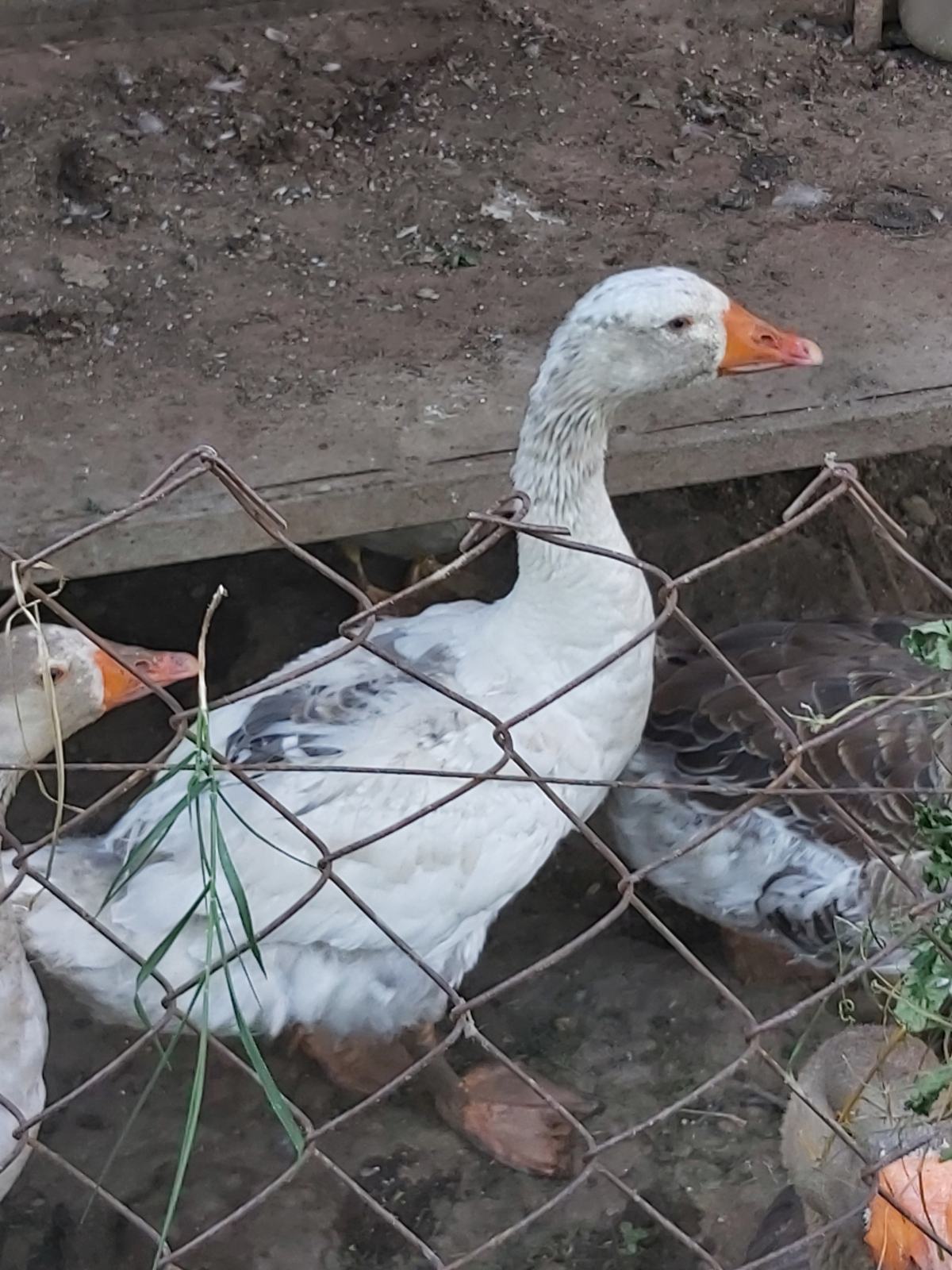 spodnji duplek johe maribor