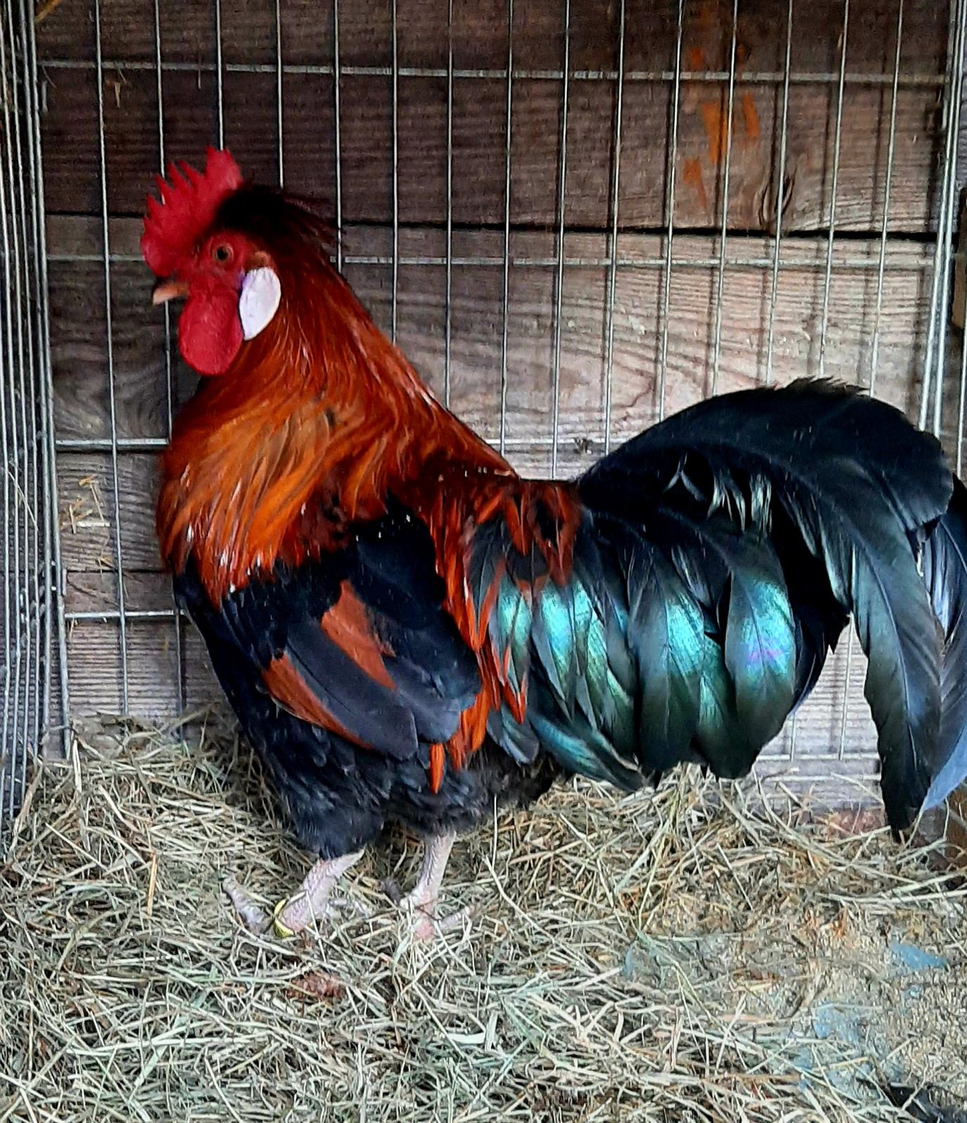 Štajerska kokoš petelin štajerka