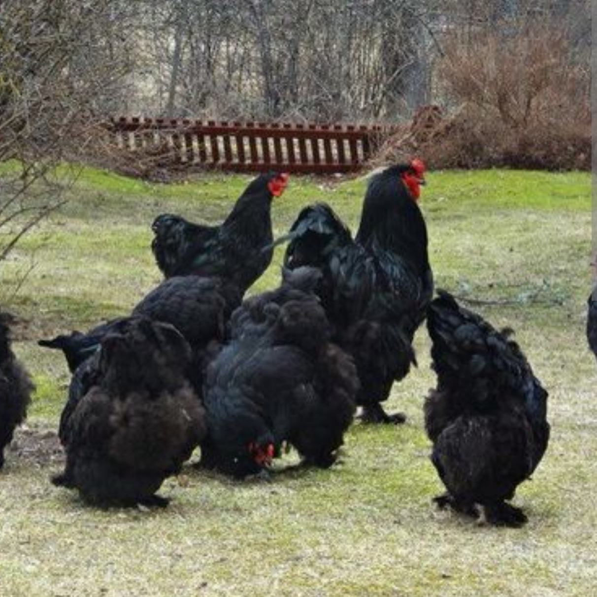 Svilenke, Brahme, Pegatke, Amrock