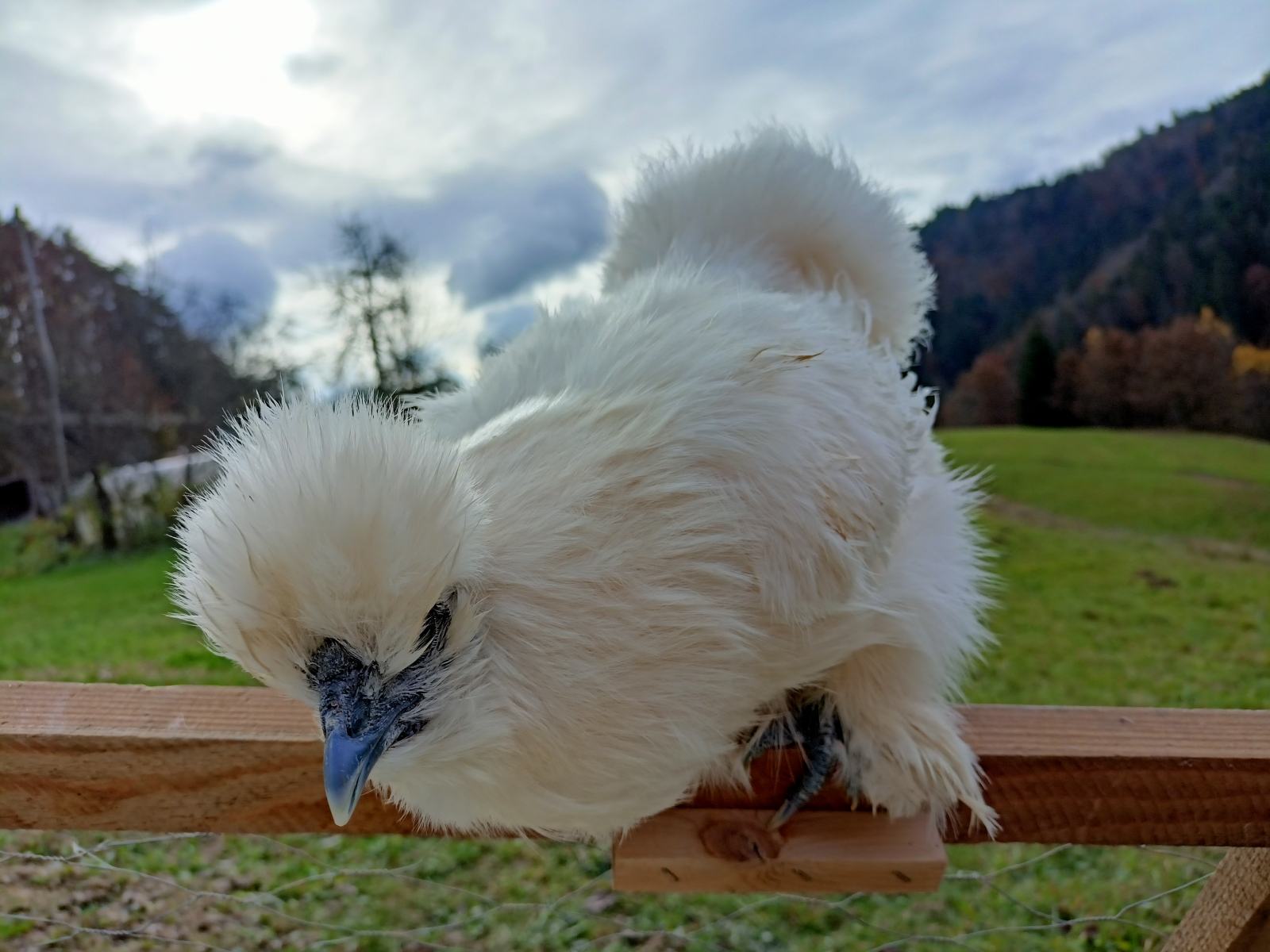 svilenke, svilene kokoši DOSTAVA