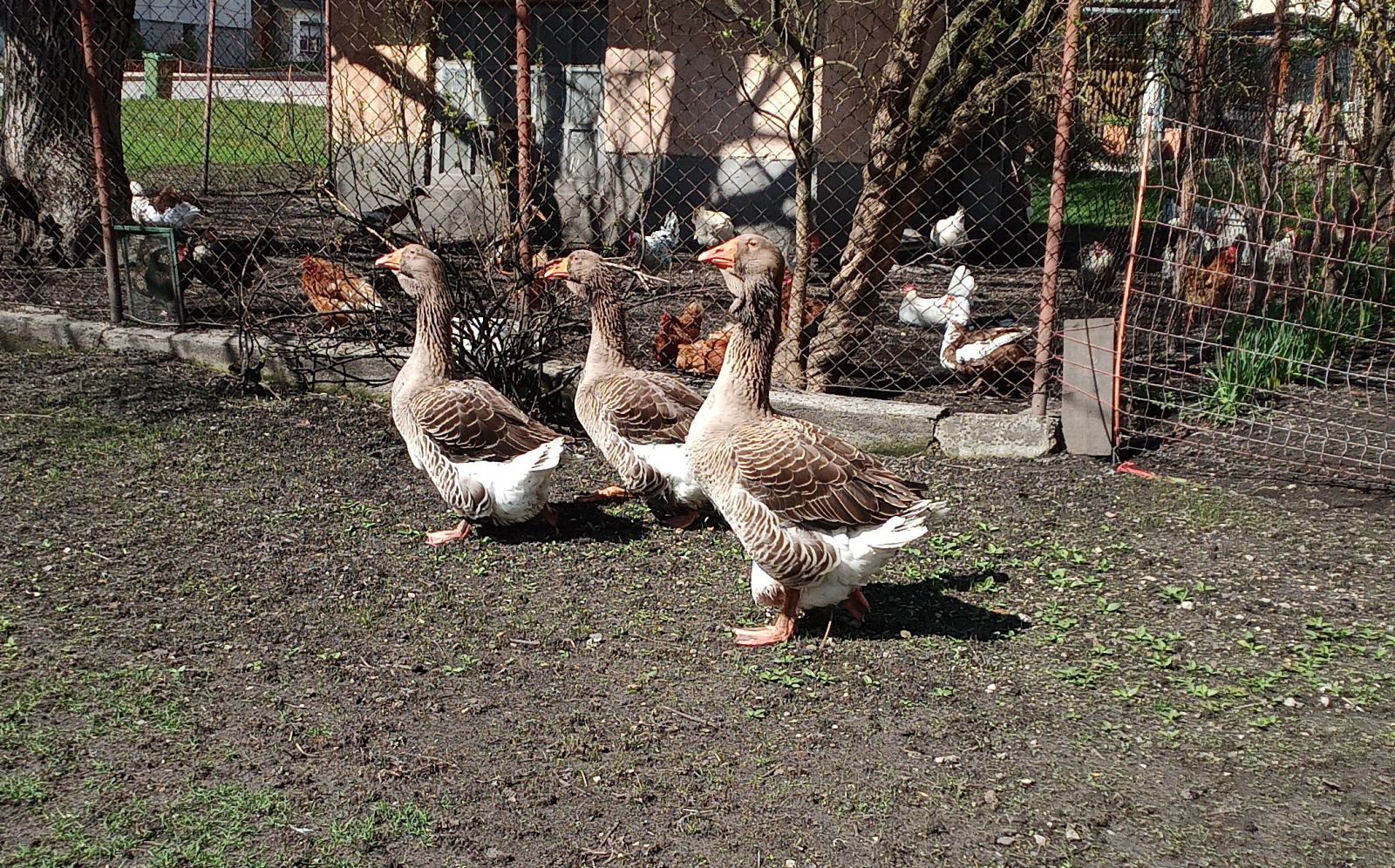 Toluške gosi gos par