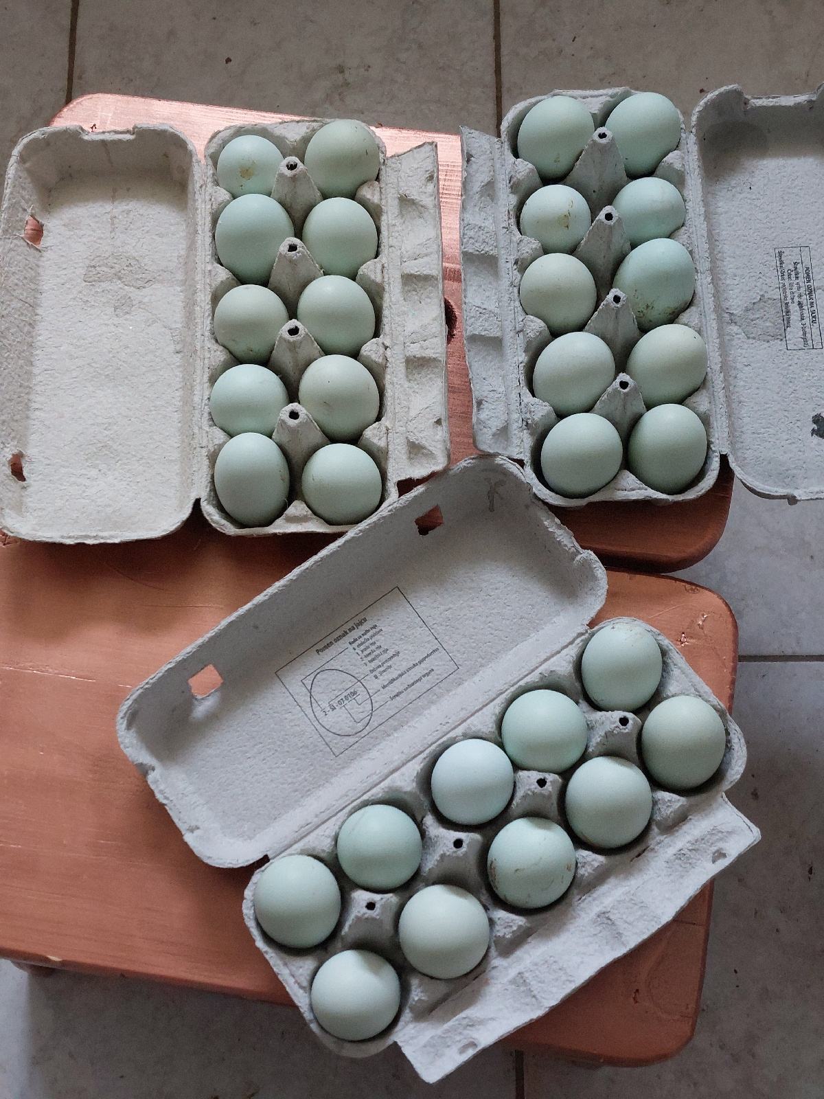 valilna jajca aurokana