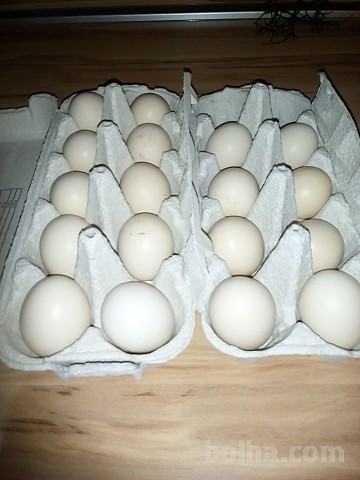 Valilna jajca belih svilenk